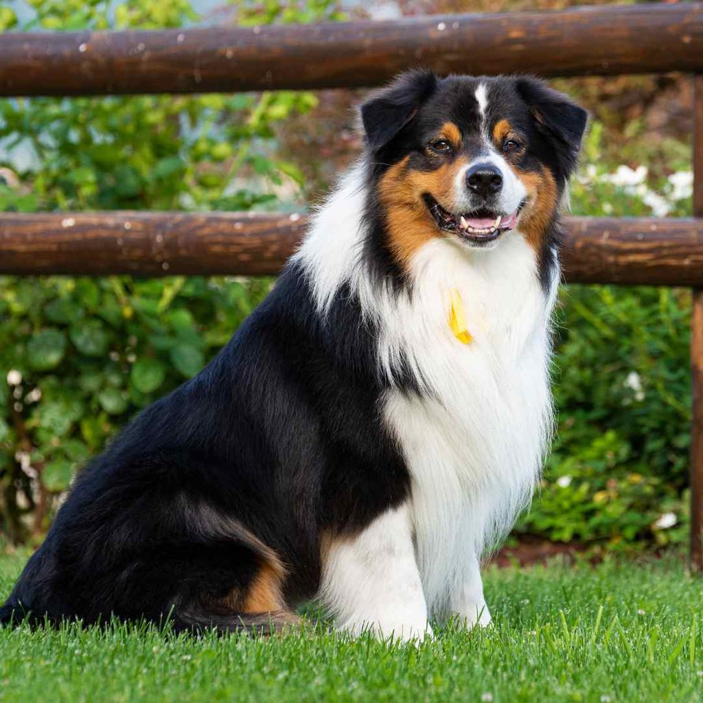 Pastore Australiano: Caratteristiche e Curiosità